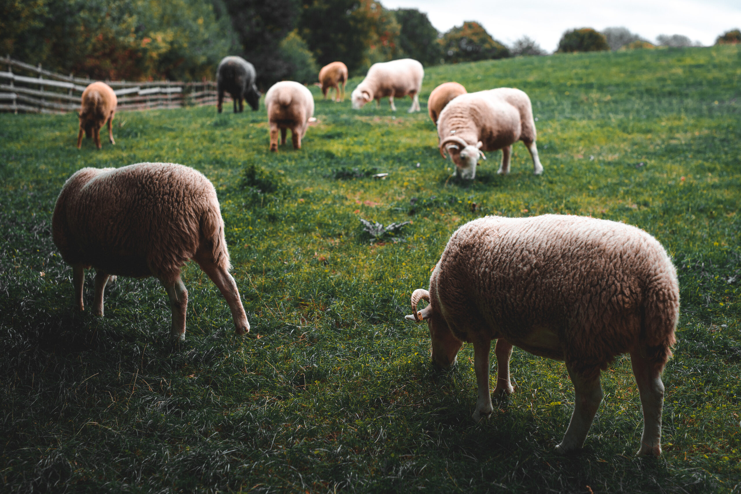 My sheep hear My voice - Saint Aidan Orthodox Church